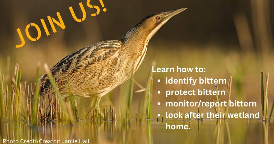 The Great Matuku Muster! • Southland Ecological Restoration Network