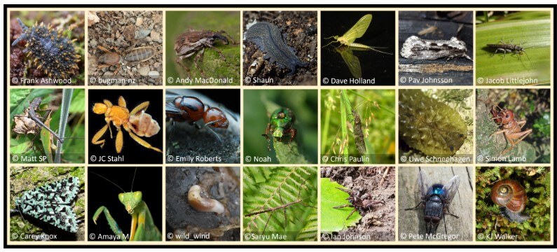 Bug of the Year 2025! • Southland Ecological Restoration Network